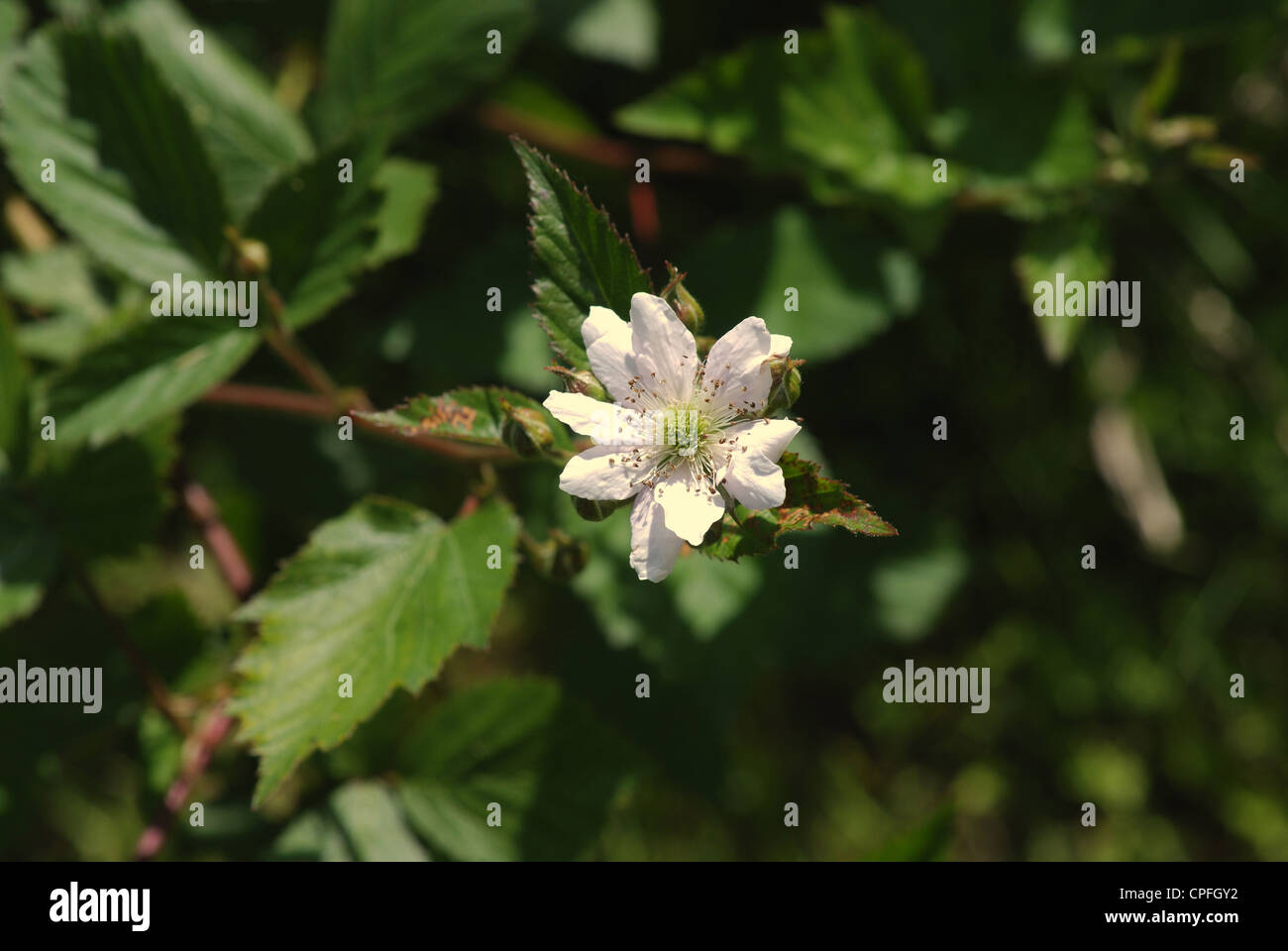 blackberry - Rubus fruticosus agg Stock Photo - Alamy
