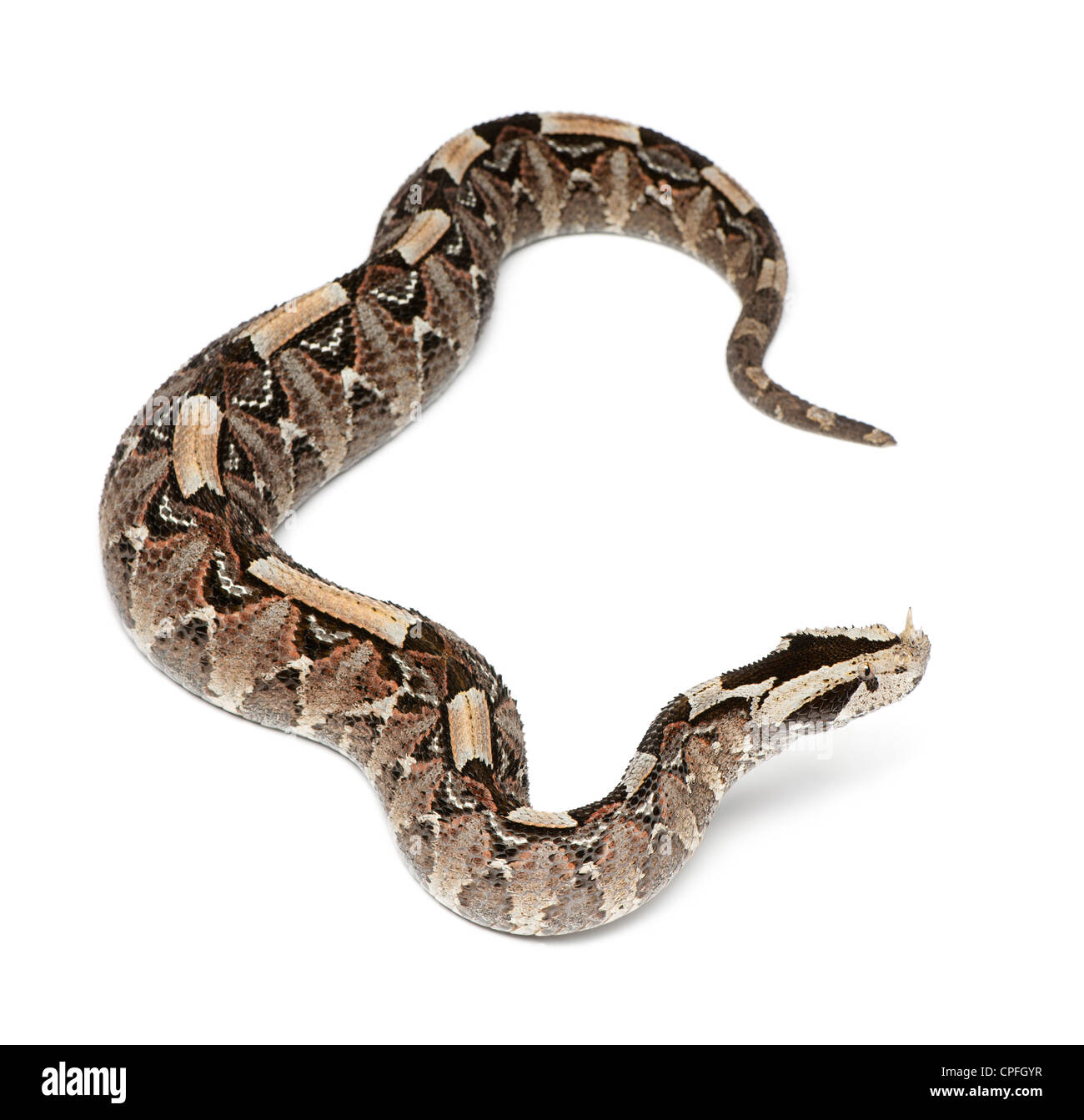 Rhinoceros viper bitis nasicornis hi-res stock photography and images ...
