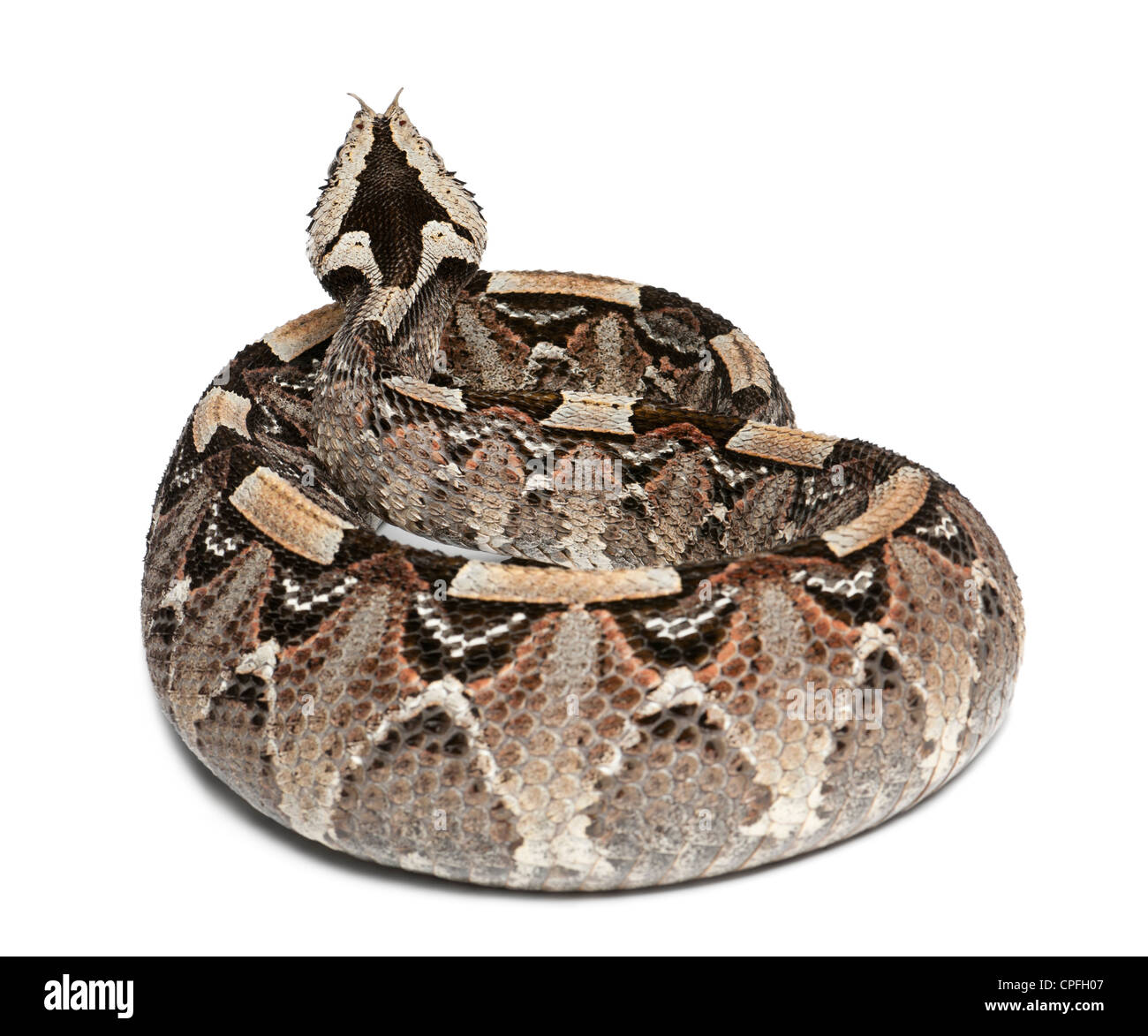 Rhinoceros viper (bitis nasicornis) hi-res stock photography and images ...