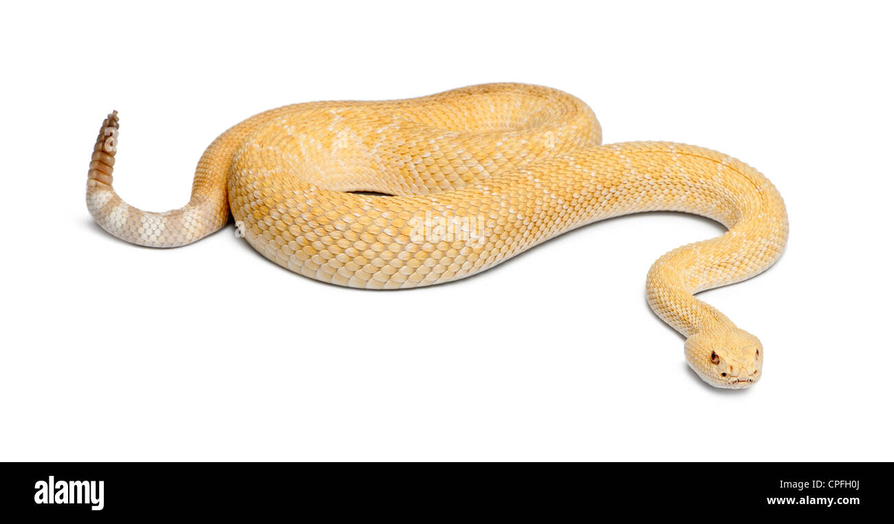 Crotalus Atrox Bites