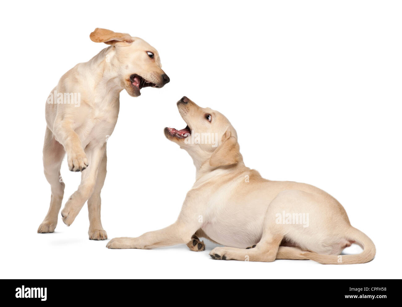 Two Labrador Retrievers, 4 months old, playing against white background ...