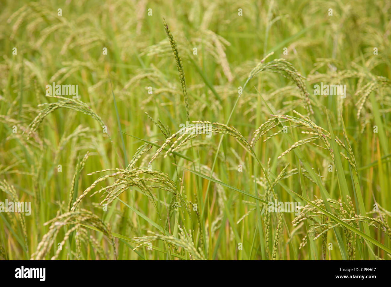 Close-up of rice. Punakha Valley, Bhutan Stock Photo - Alamy