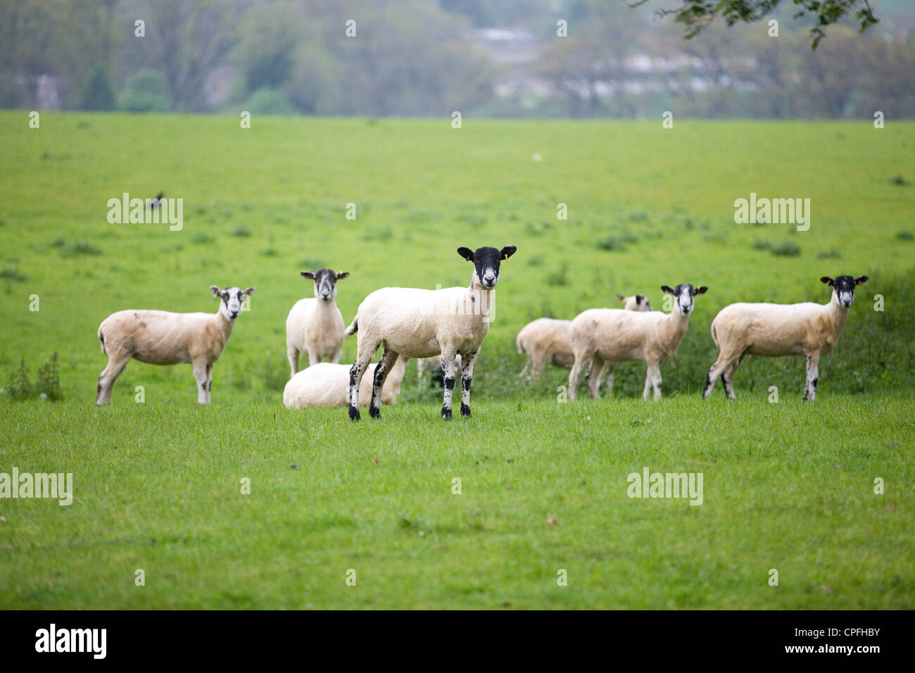 Shorn sheep in a field Ovis aries Stock Photo - Alamy