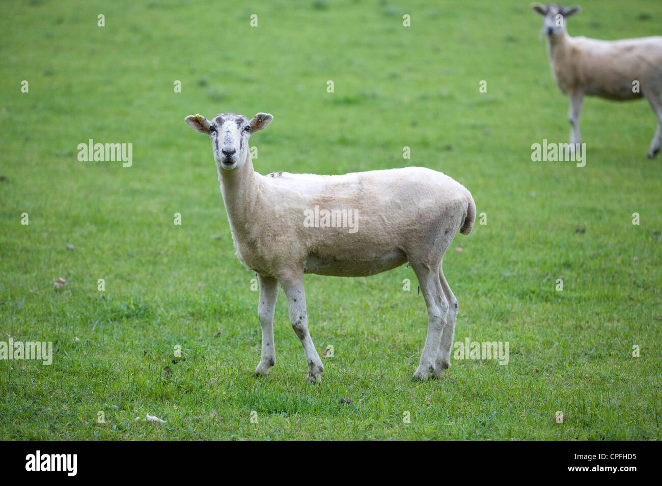 Shorn sheep in a field Ovis aries Stock Photo - Alamy