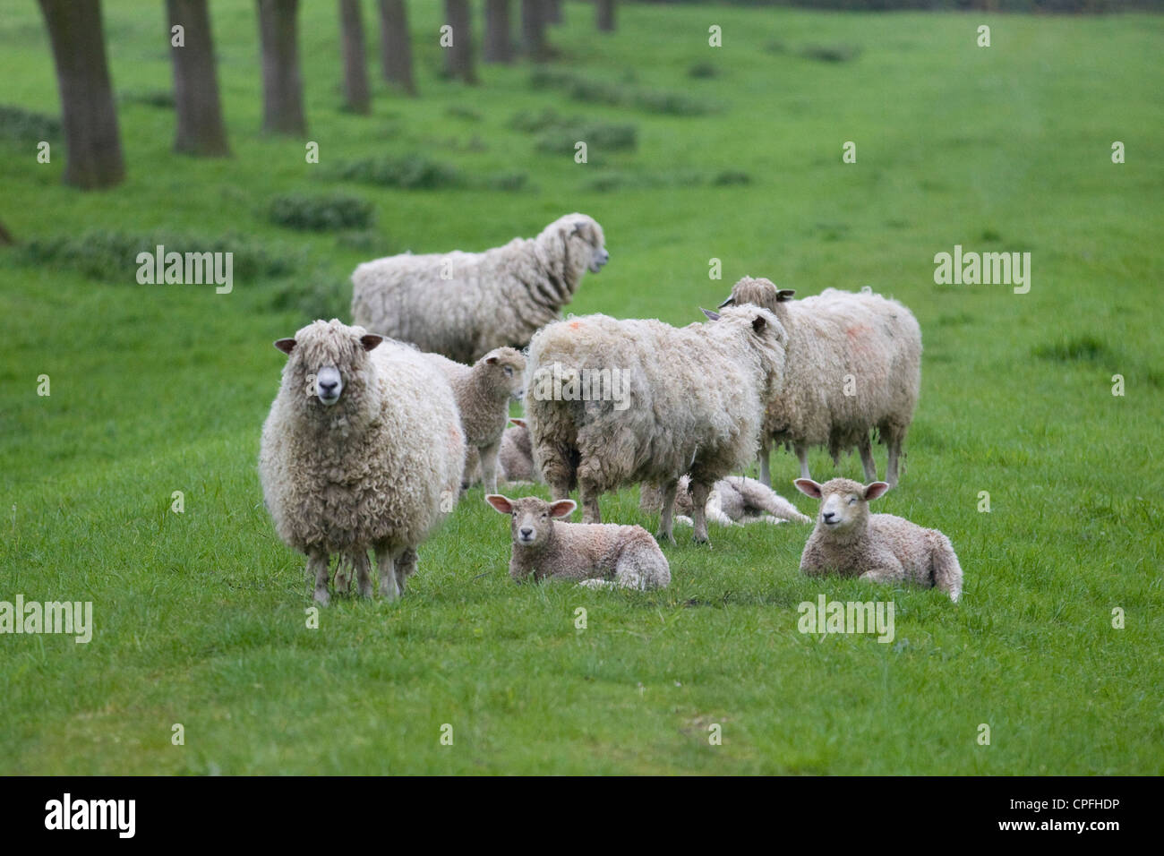 Flocking sheep hi-res stock photography and images - Alamy