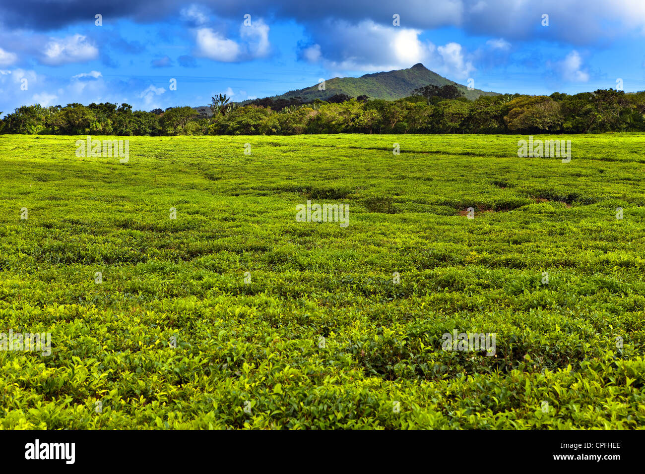 Tea plantation (Bois Cheri) in the foothills. Mauritius Stock Photo - Alamy