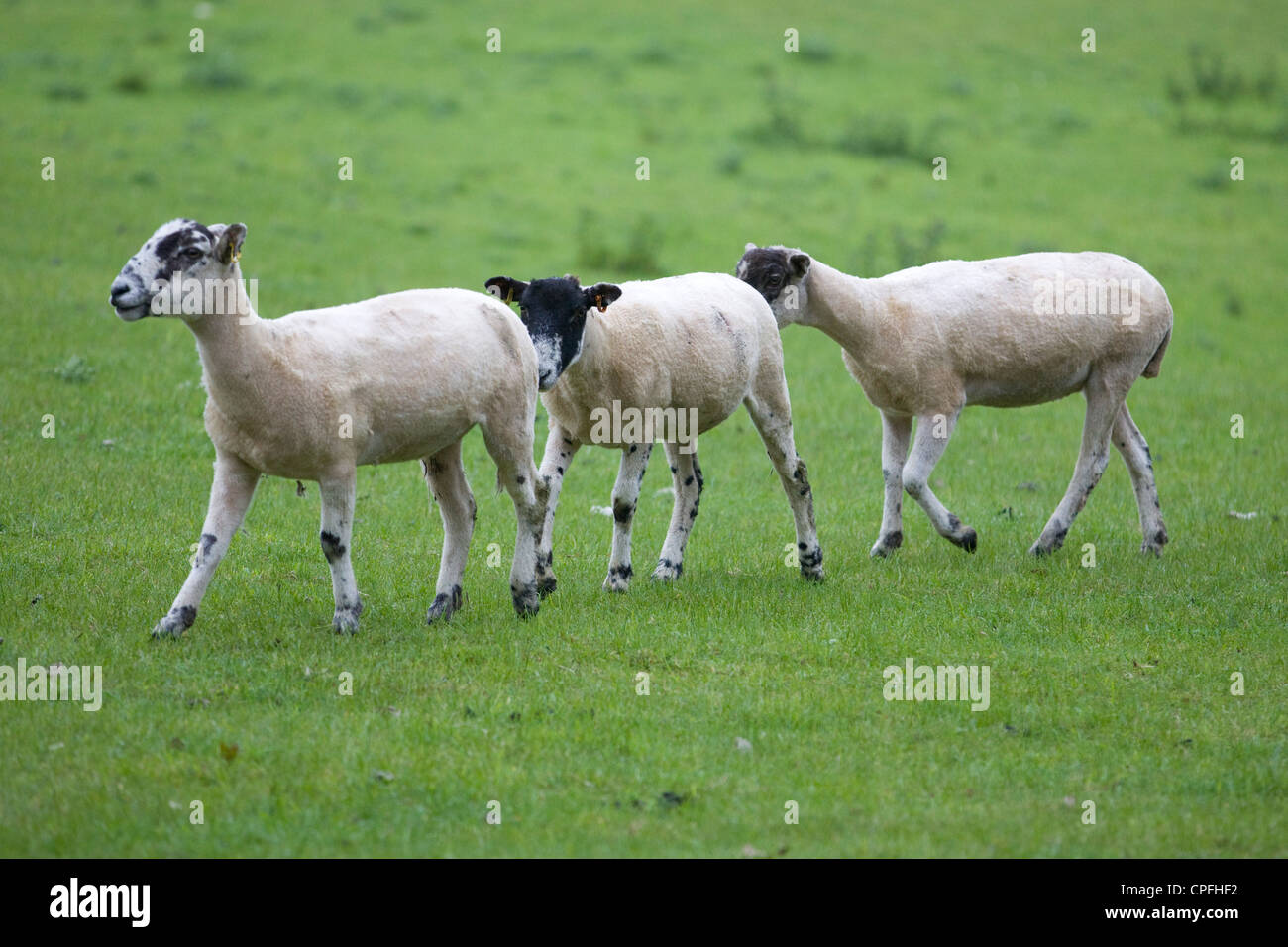 Multi purpose sheep hi-res stock photography and images - Alamy