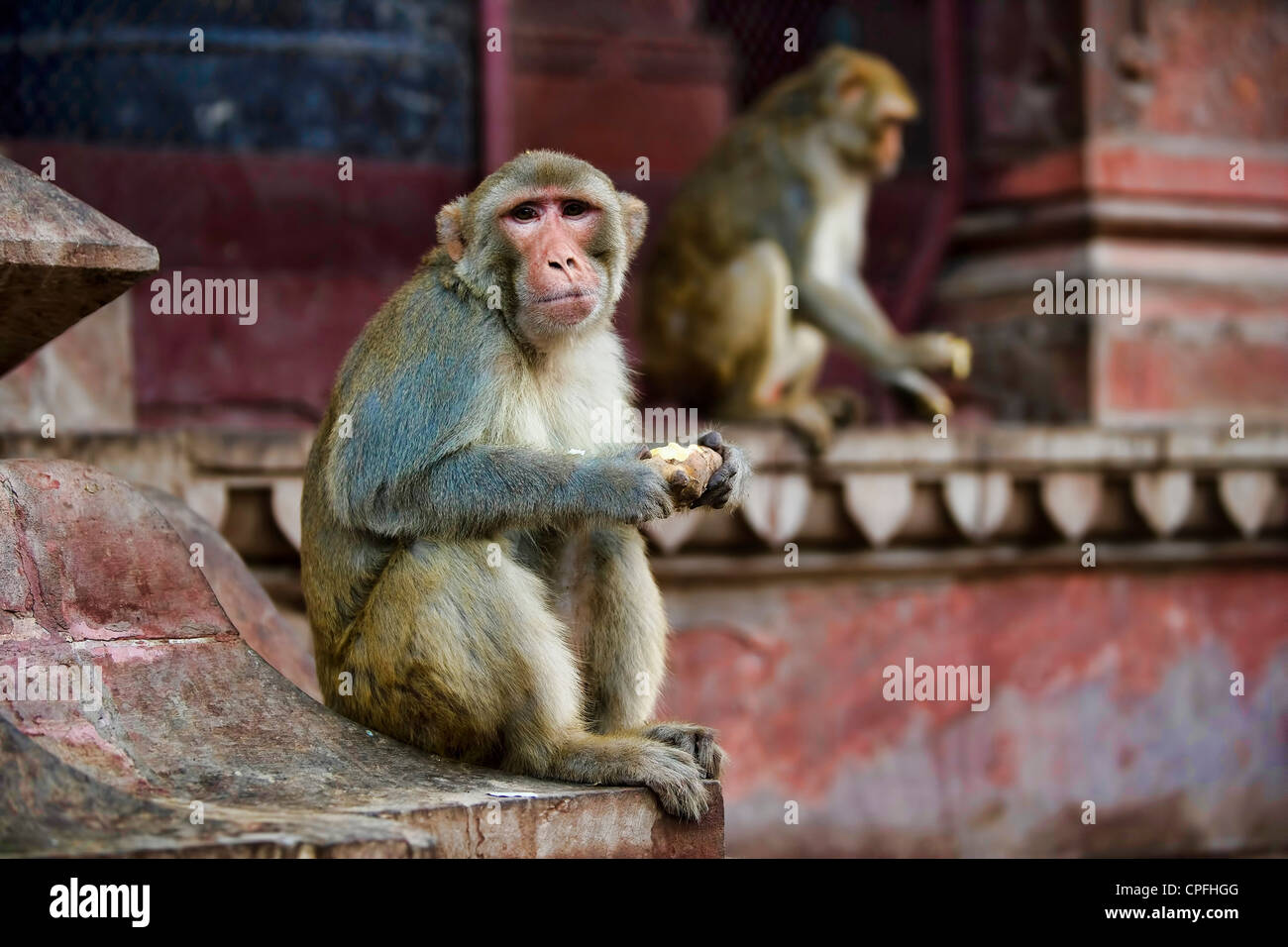 Monkey sitting on a temple Stock Photo - Alamy