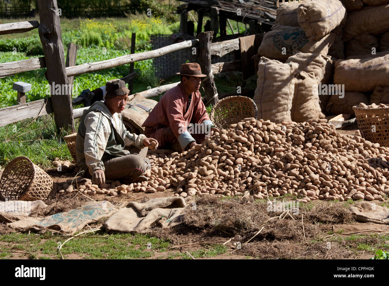 Farmers sorting potatoes. Phobjikha Valley, Bhutan Stock Photo - Alamy Farmers sorting potatoes. Phobjikha Valley, Bhutan Stock Photo - Alamy