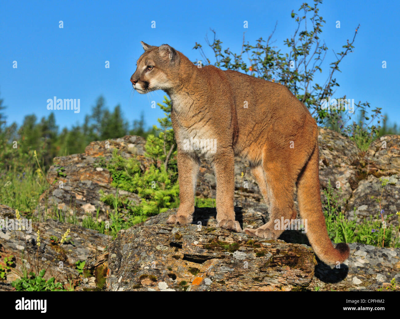 Mountain Lion, cougar on rocky ledge (puma concolor Stock Photo - Alamy