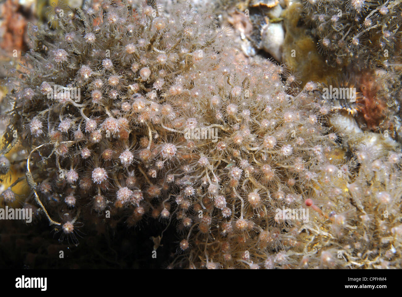 Bell hydroid hi-res stock photography and images - Alamy