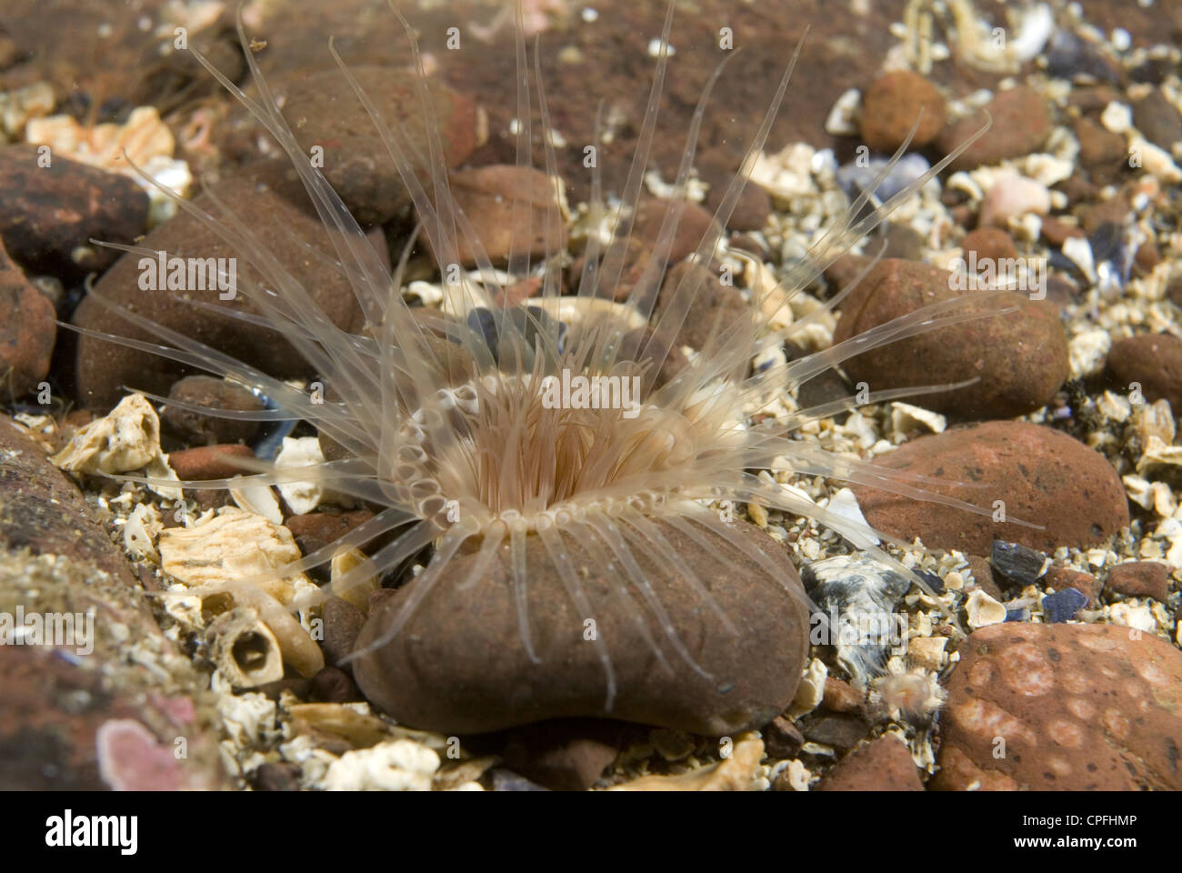 Burrowing anemone cerianthus lloydi hi-res stock photography and images ...