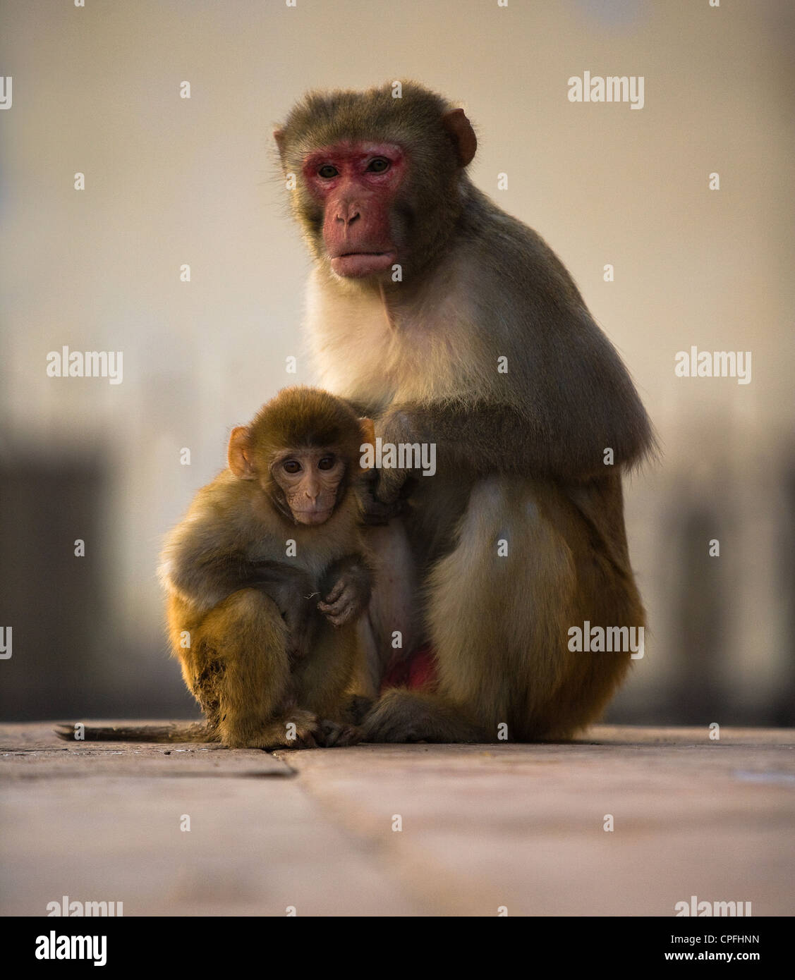 mother and baby monkey Stock Photo - Alamy