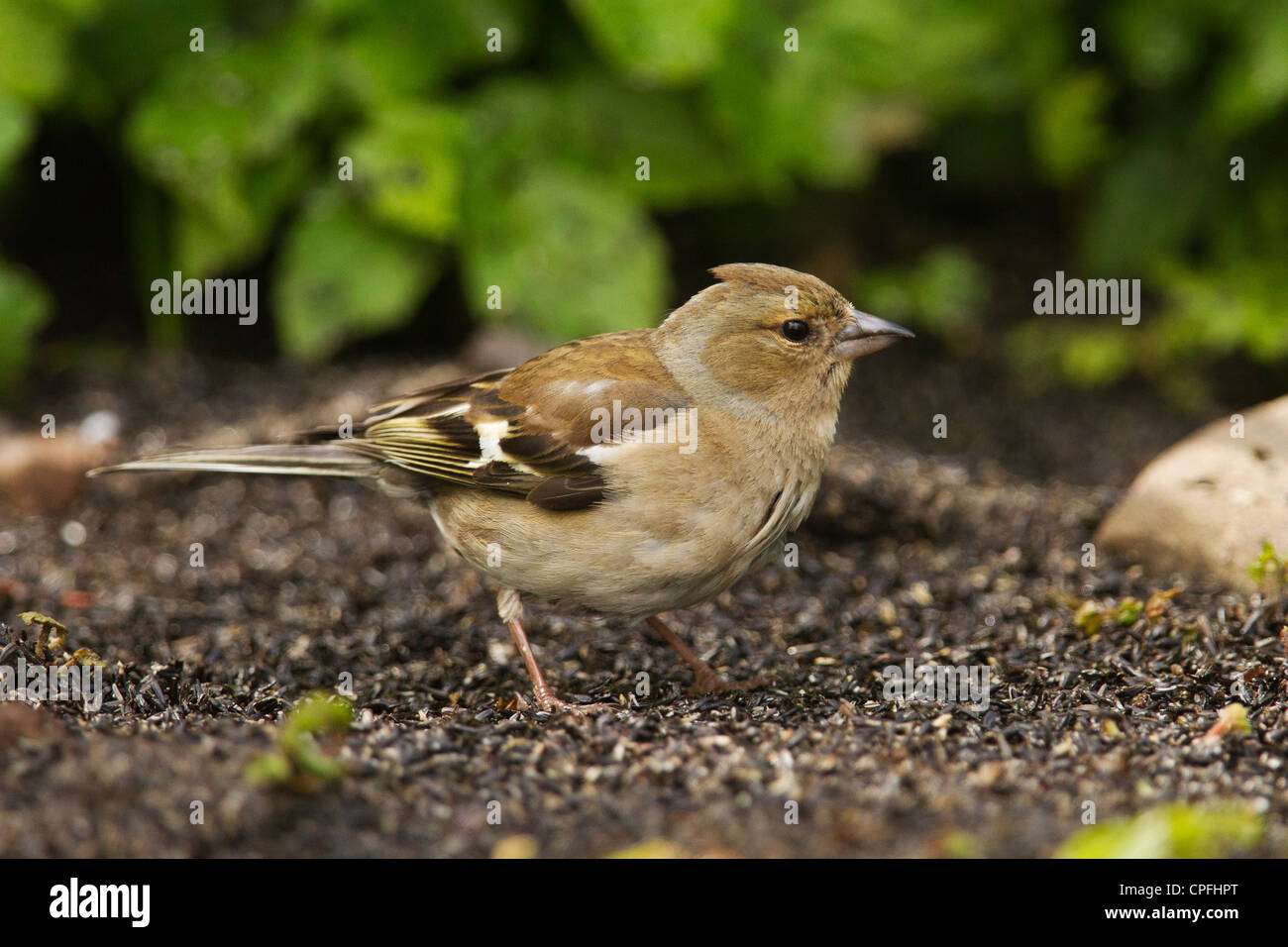 Wheatsel bird hi-res stock photography and images - Alamy