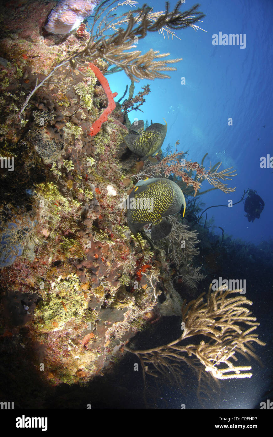 Pomacanthus paru french angel fish hi-res stock photography and images ...