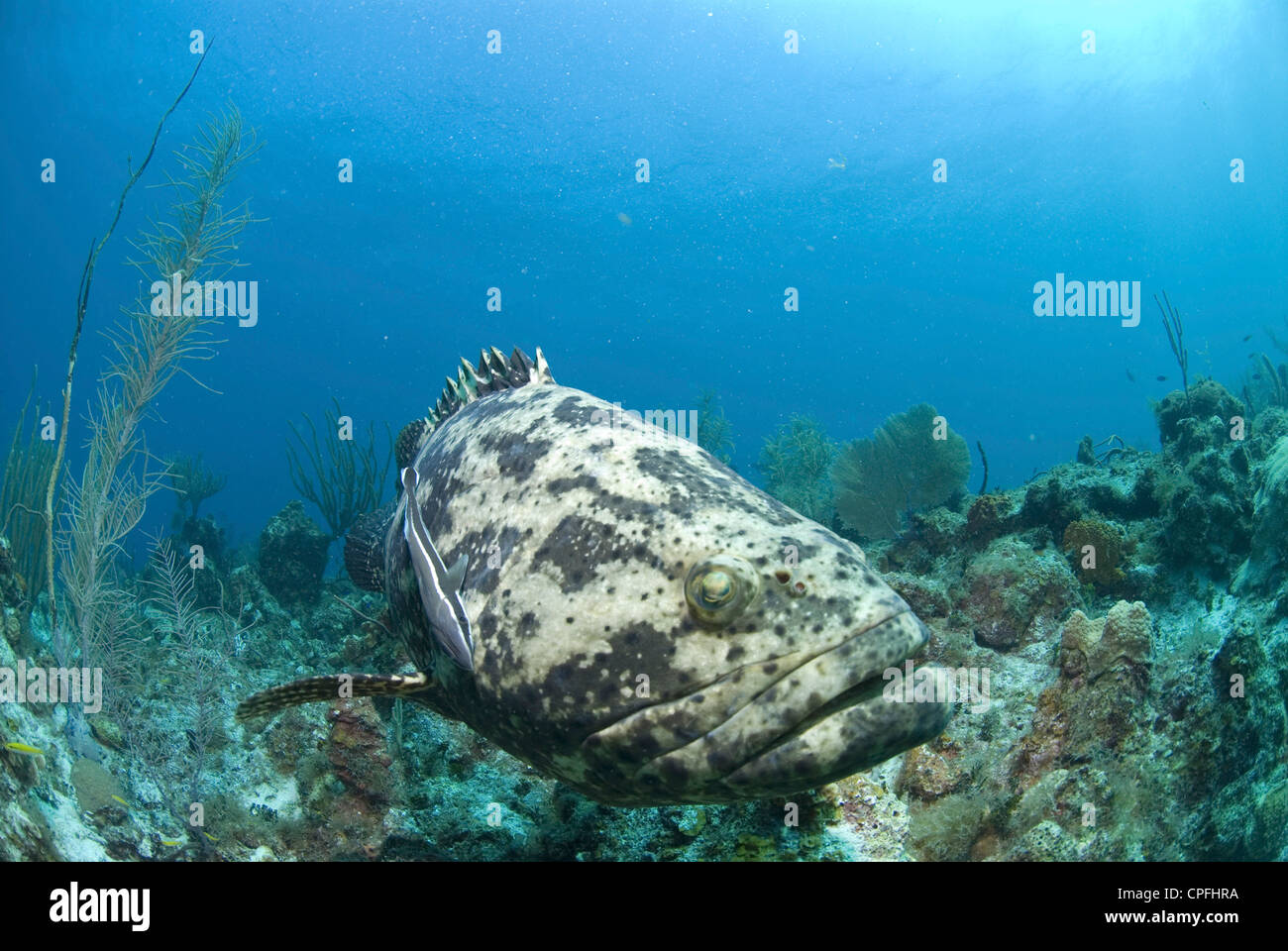 Goliath groupers hi-res stock photography and images - Alamy