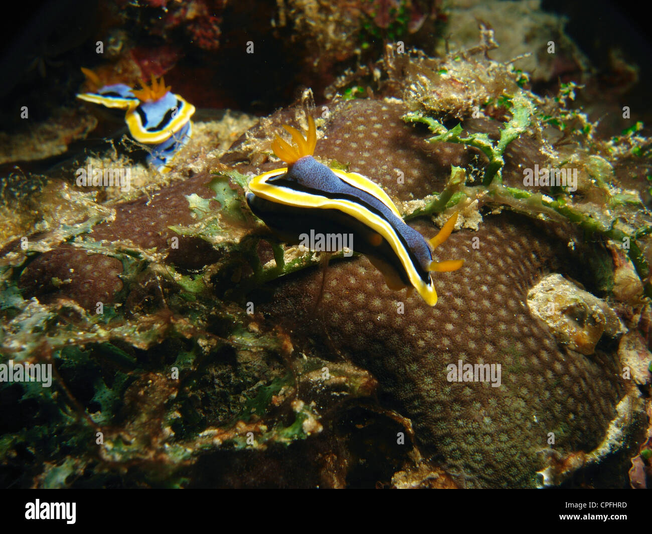 Anna?s Doris ( Chromodoris annae ) balancing on reef weed. Sabang ...