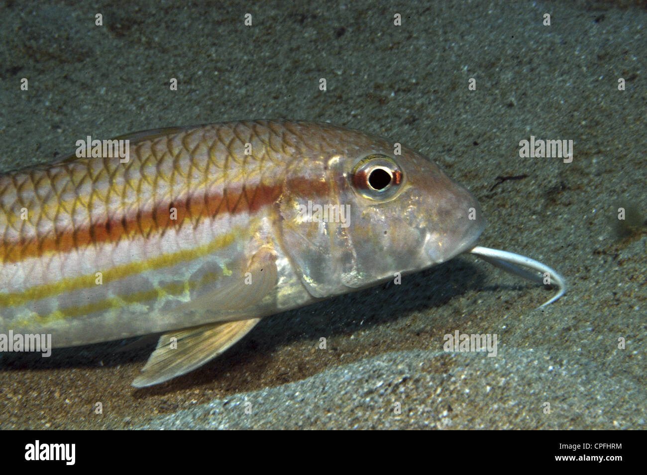 Striped mullet hi-res stock photography and images - Alamy