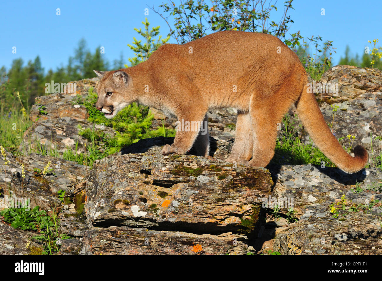 Mountain Lion, cougar on rocky ledge (puma concolor Stock Photo - Alamy