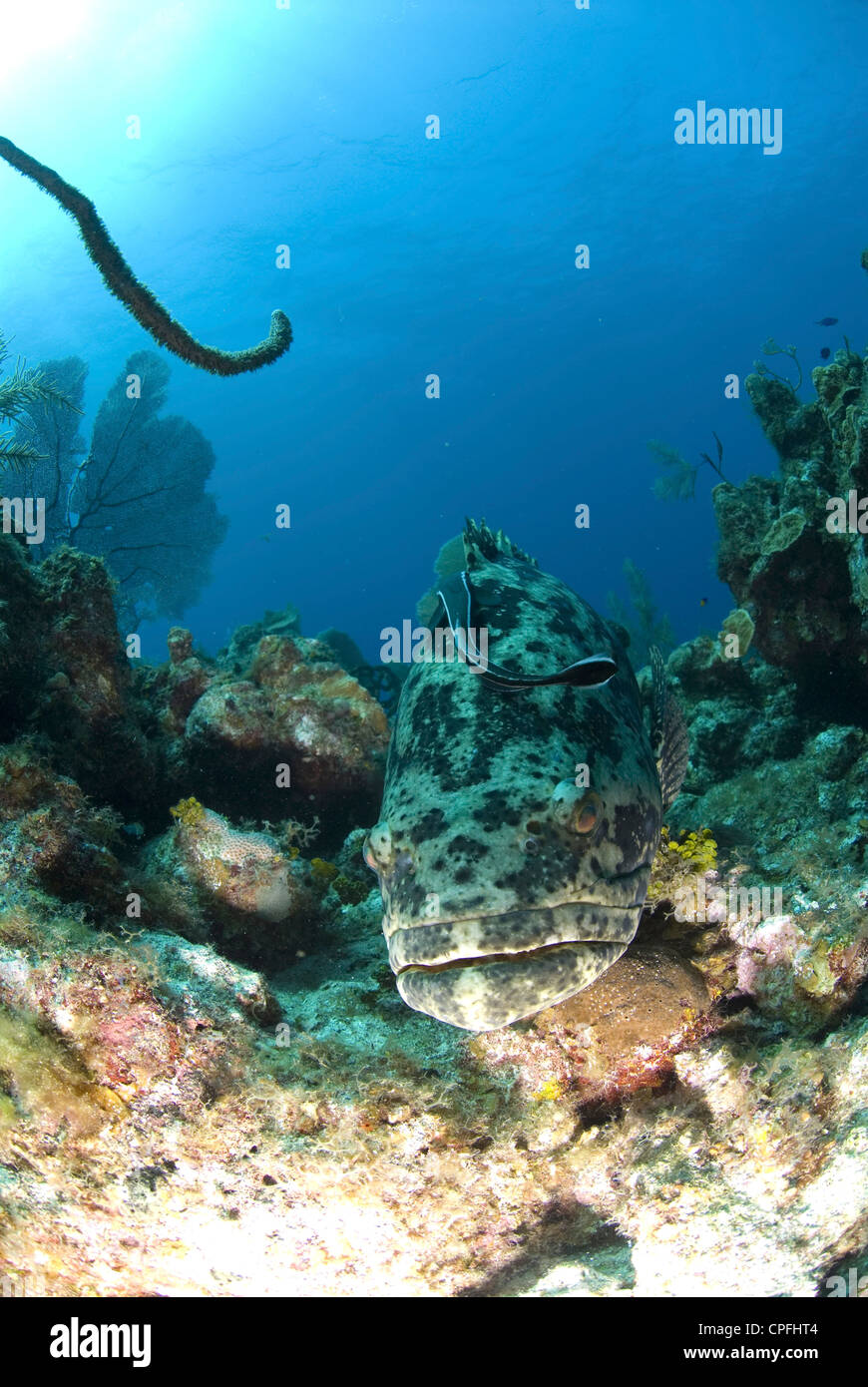 Swimming cayman hi-res stock photography and images - Alamy