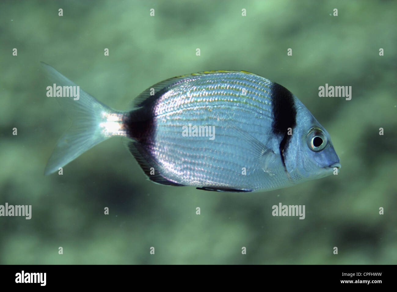 Spanish sea bream hi-res stock photography and images - Alamy
