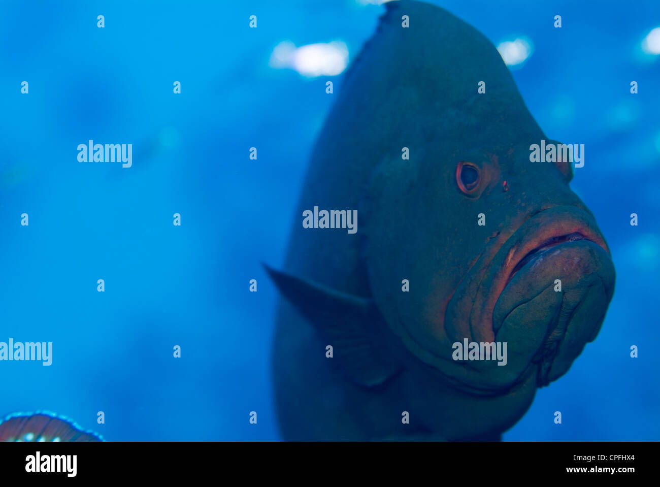 Redmouth grouper aethaloperca rogaa red sea hi-res stock photography ...
