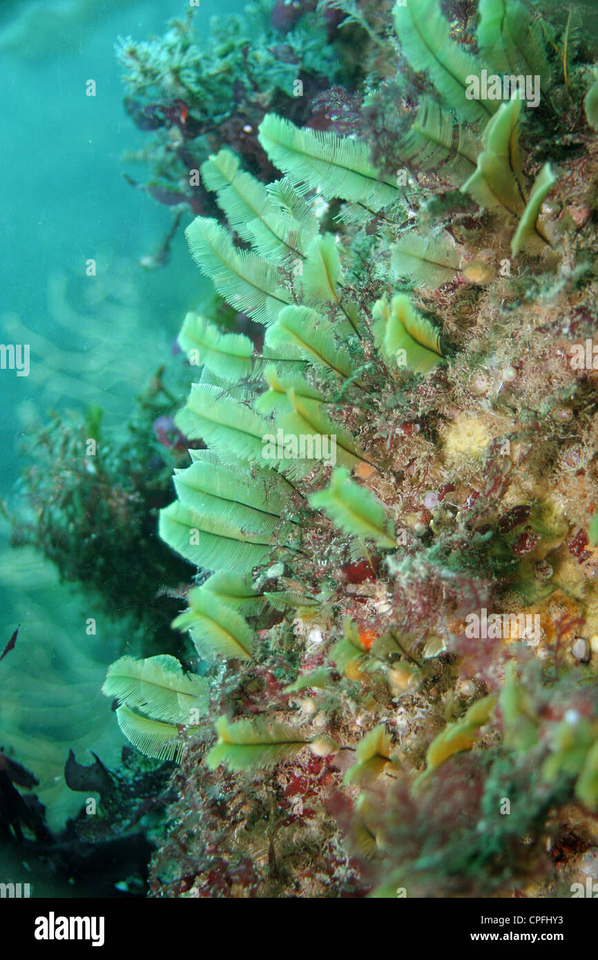 Feather hydroids gymnangium montagui sark hi-res stock photography and ...