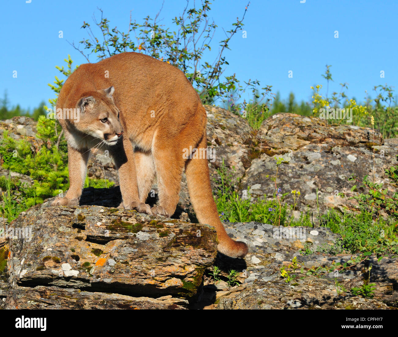 Mountain Lion, cougar on rocky ledge (puma concolor Stock Photo - Alamy