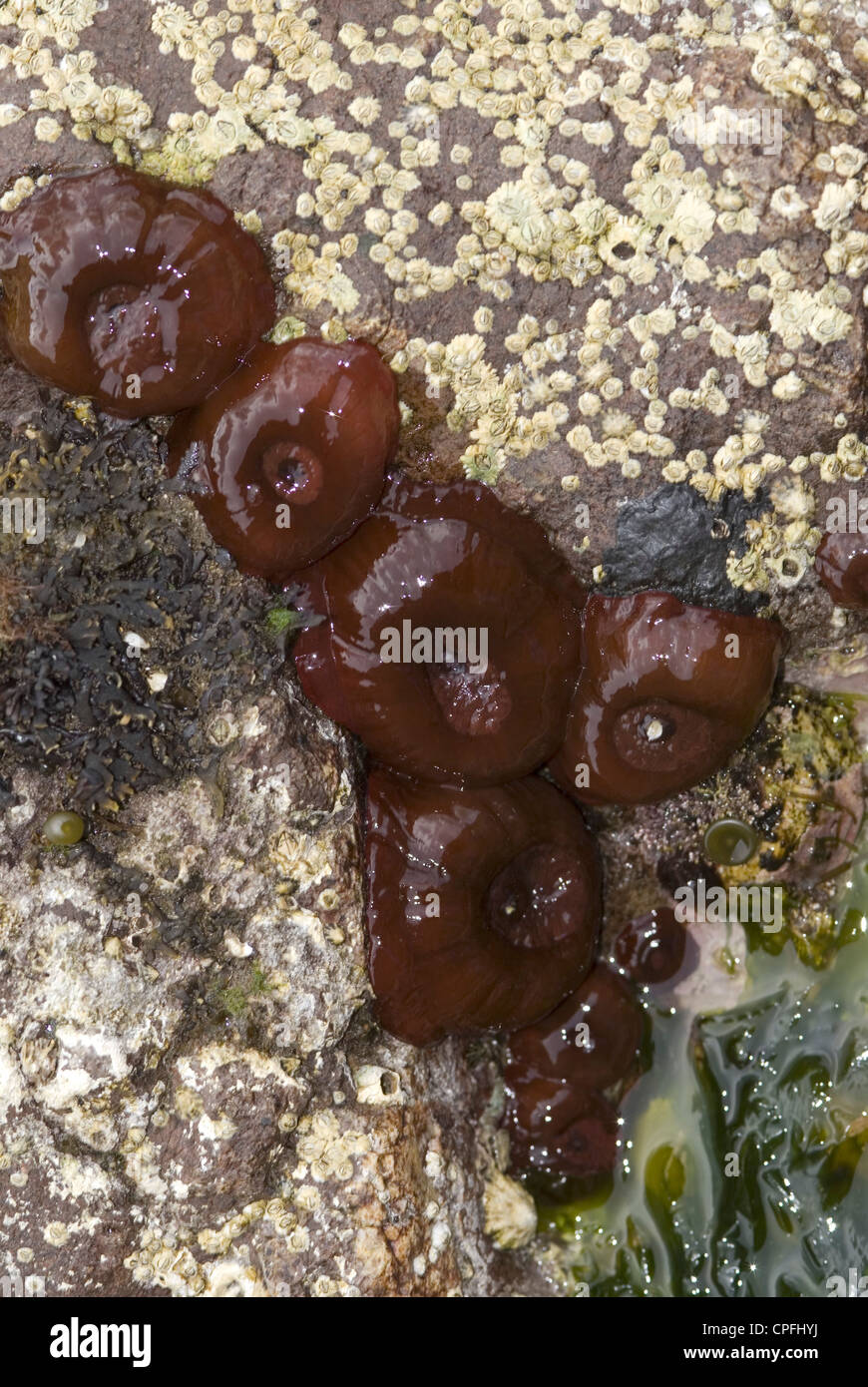 Actinia Equina High Resolution Stock Photography and Images - Alamy
