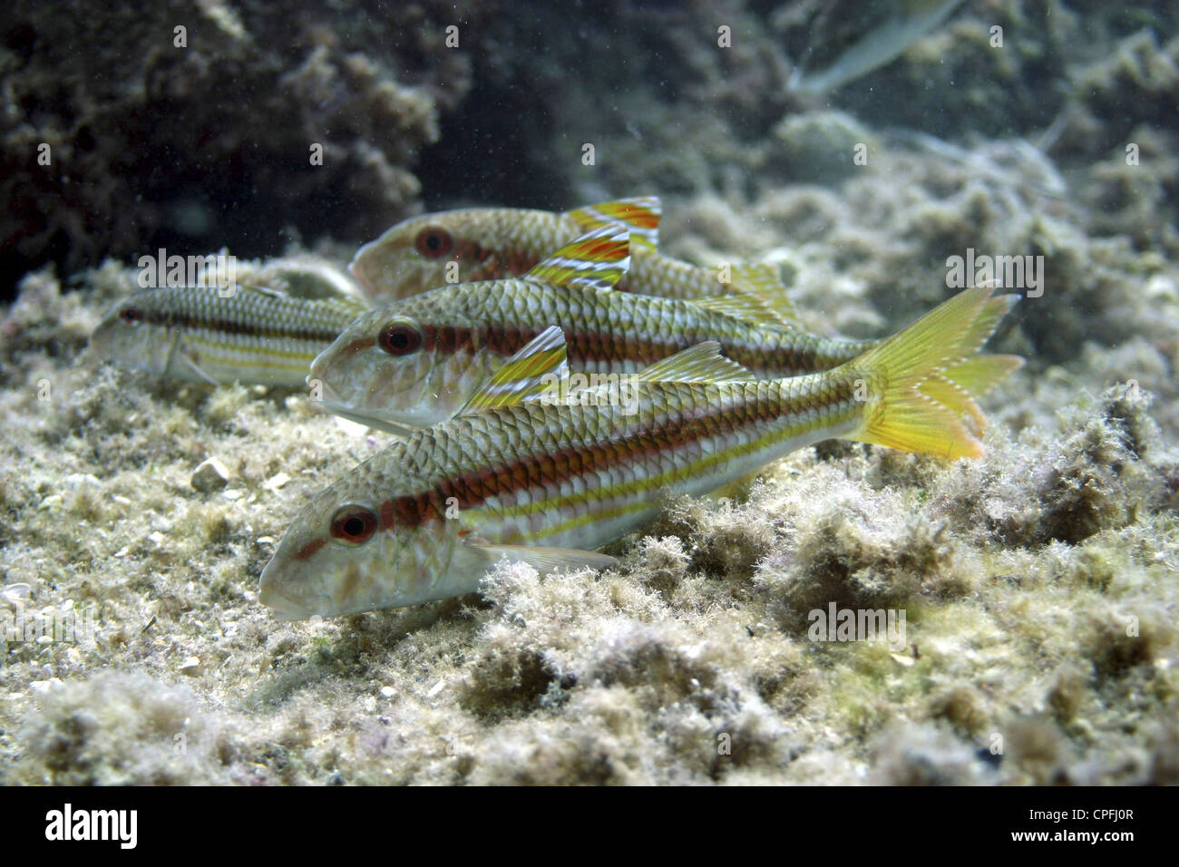 Four red mullets hi-res stock photography and images - Alamy