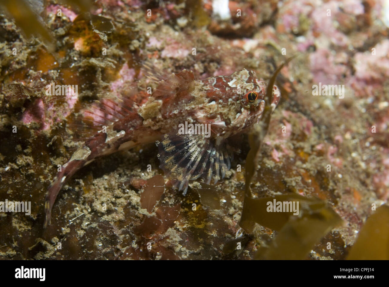 Myoxocephalus Scorpius Stock Photos & Myoxocephalus Scorpius Stock ...