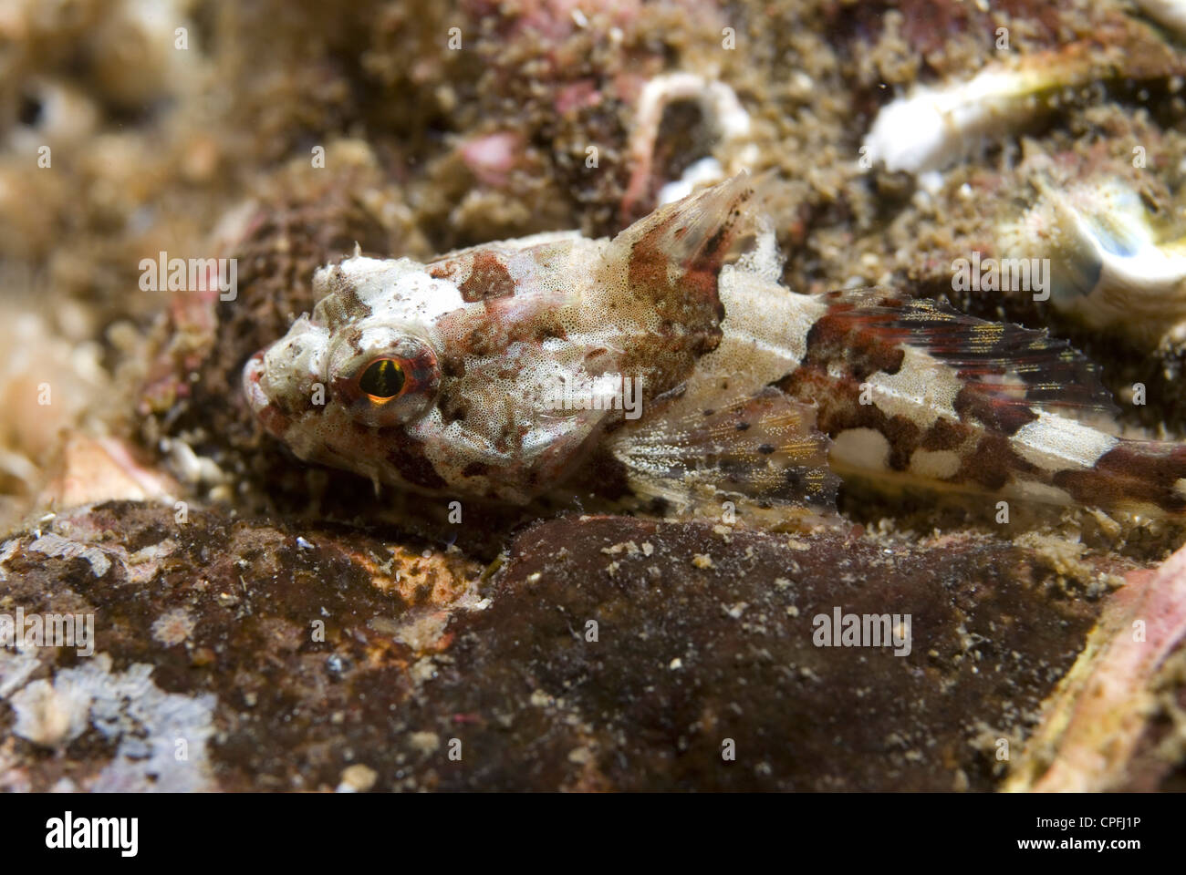 Short spined sea scorpion fish hi-res stock photography and images - Alamy