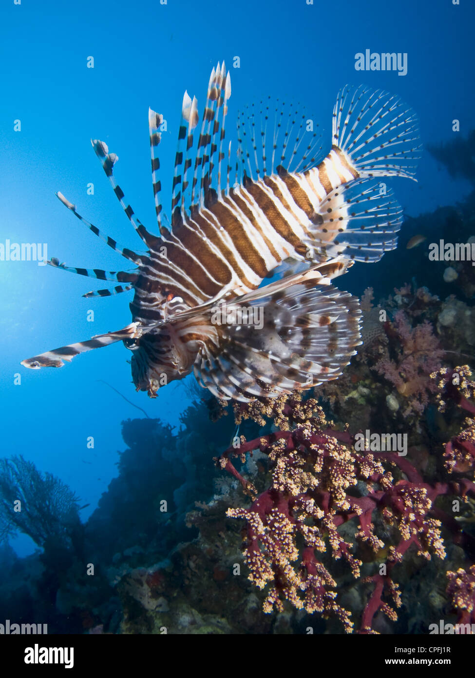 Common shark hi-res stock photography and images - Alamy