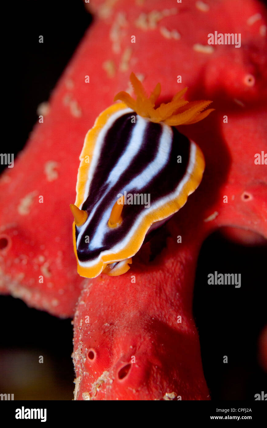 Red sea slug nudibranch seaslug hi-res stock photography and images - Alamy