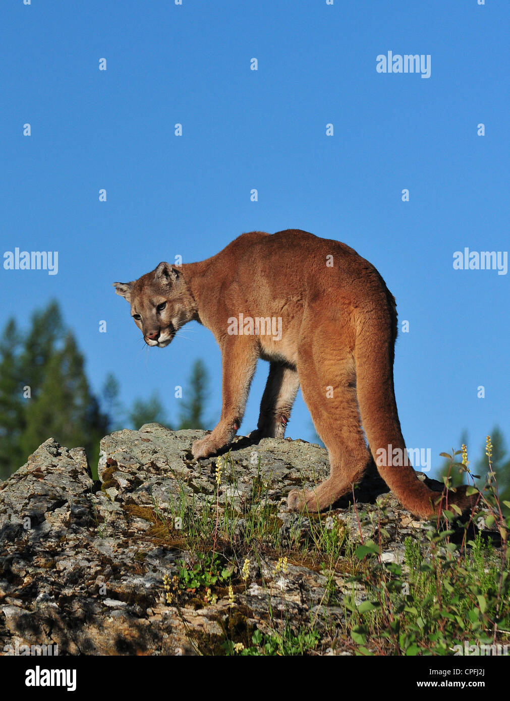 Mountain Lion, cougar on rocky ledge (puma concolor Stock Photo - Alamy