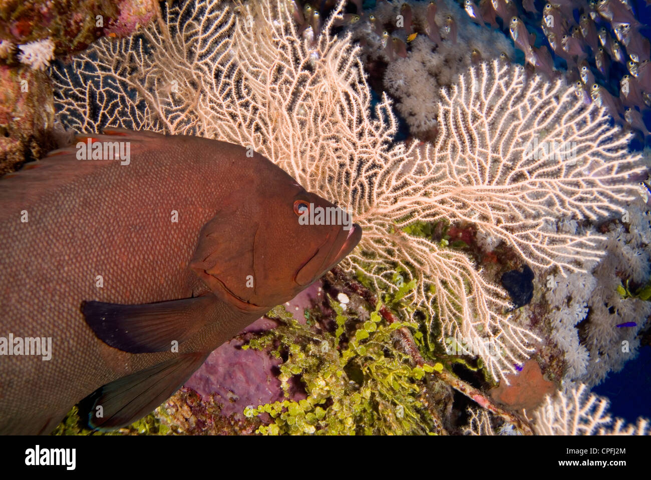 Redmouth grouper aethaloperca rogaa red sea hi-res stock photography ...