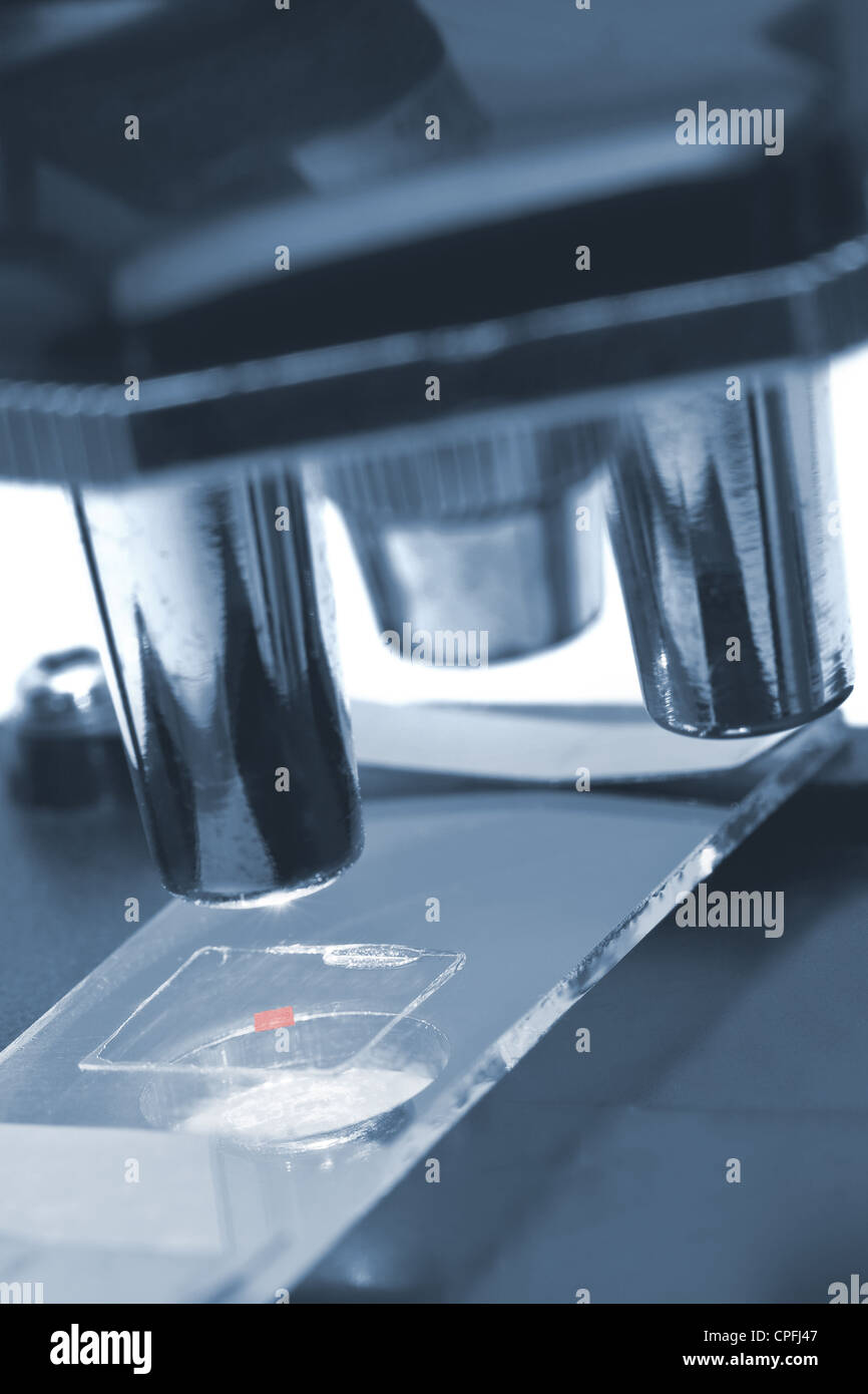 Close up of tissue sample under microscope Stock Photo - Alamy