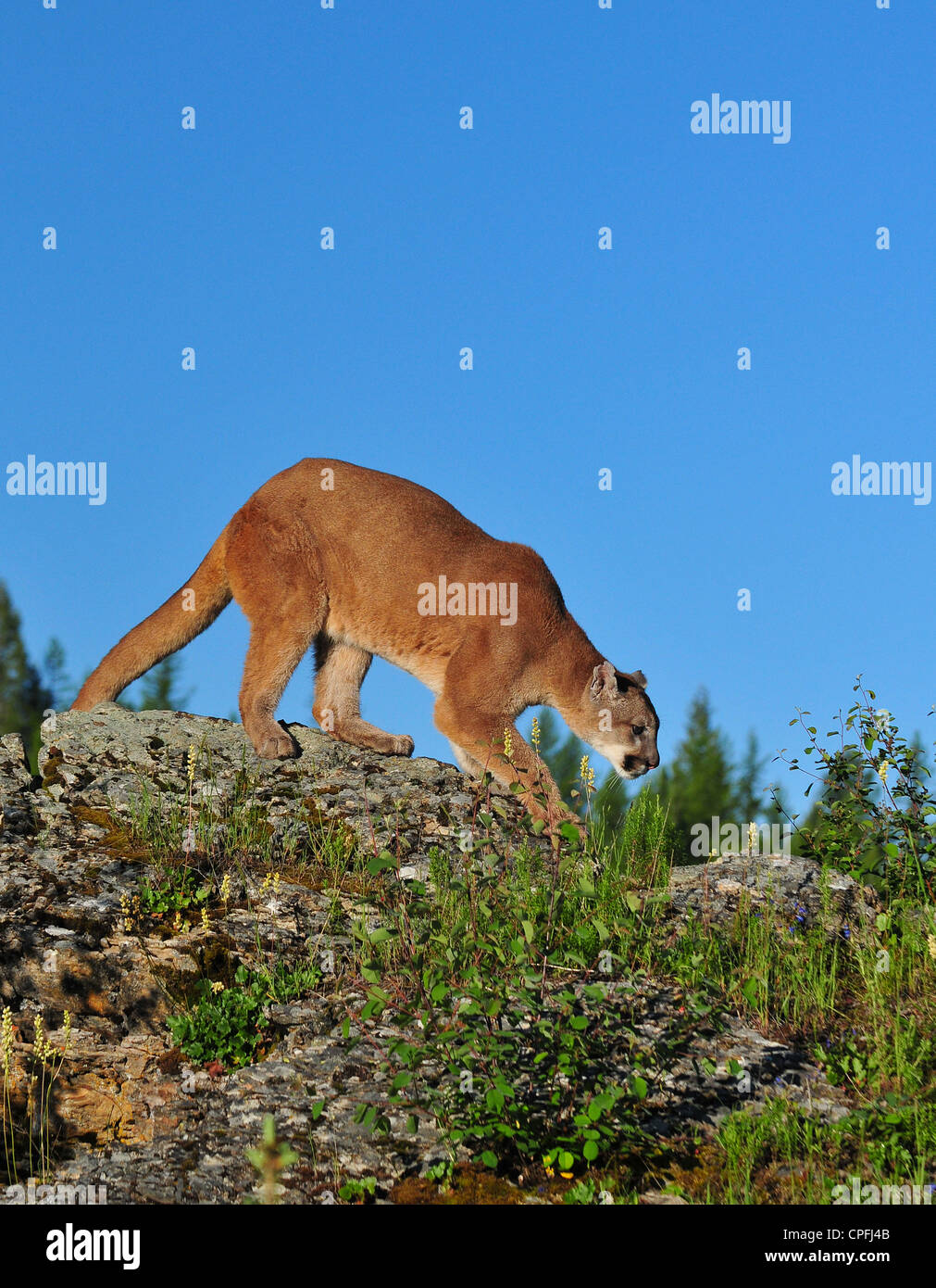 Puma teeth hi-res stock photography and images - Alamy