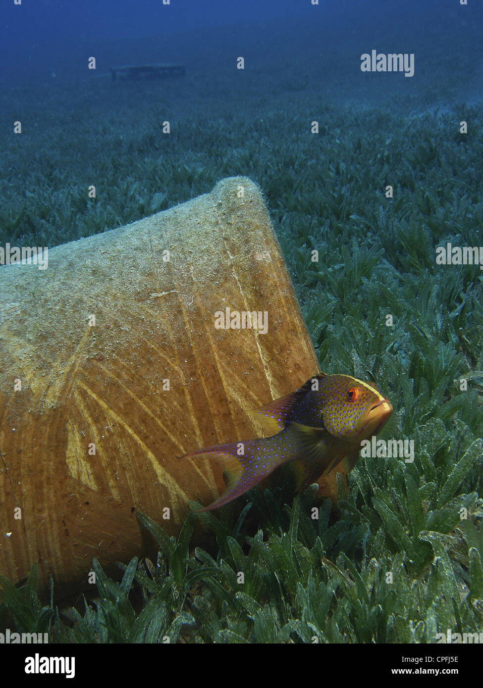 Variola louti hi-res stock photography and images - Alamy