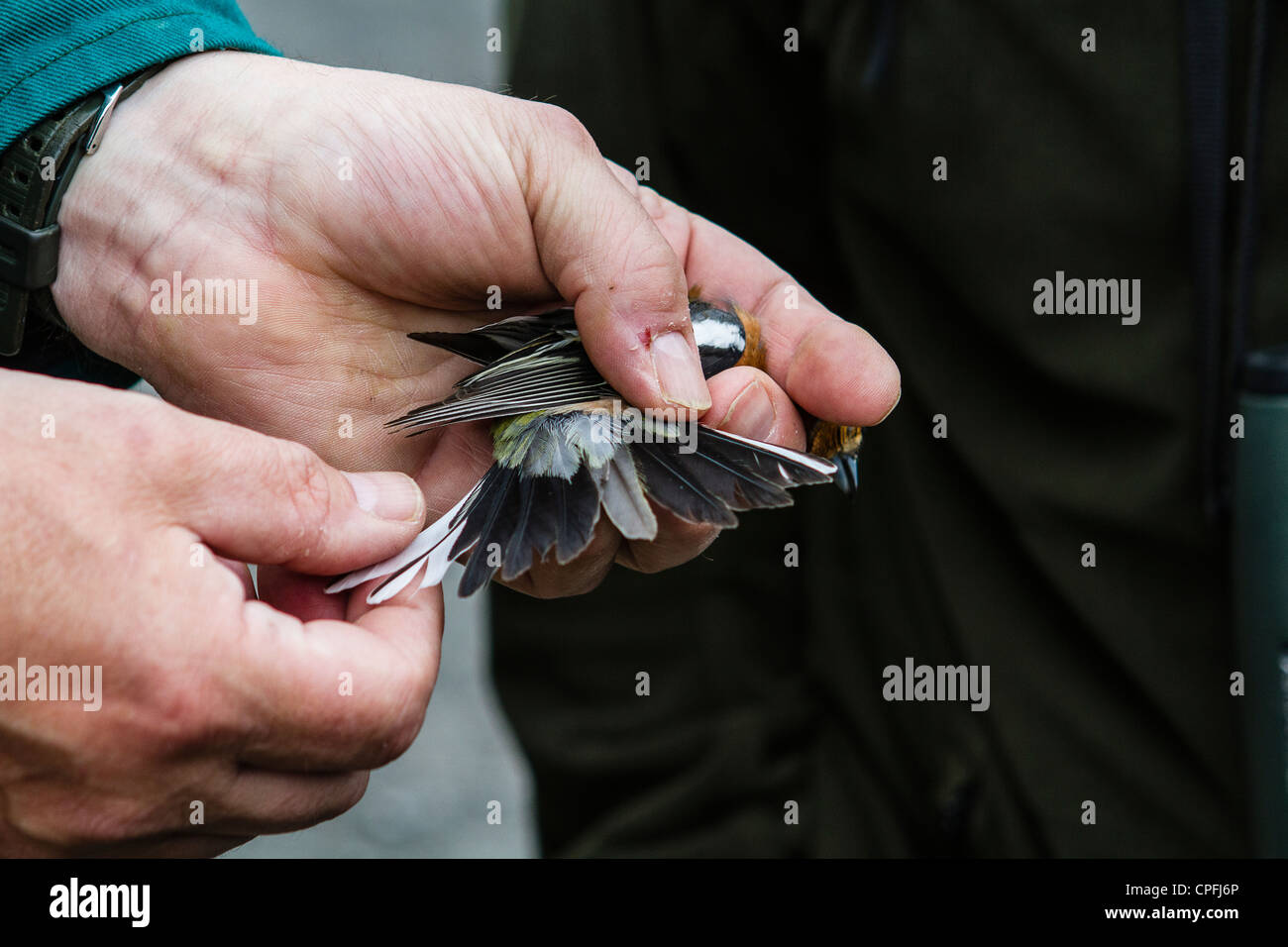 Chaffinch being ringed. The tail feathers are examined to give an idea ...