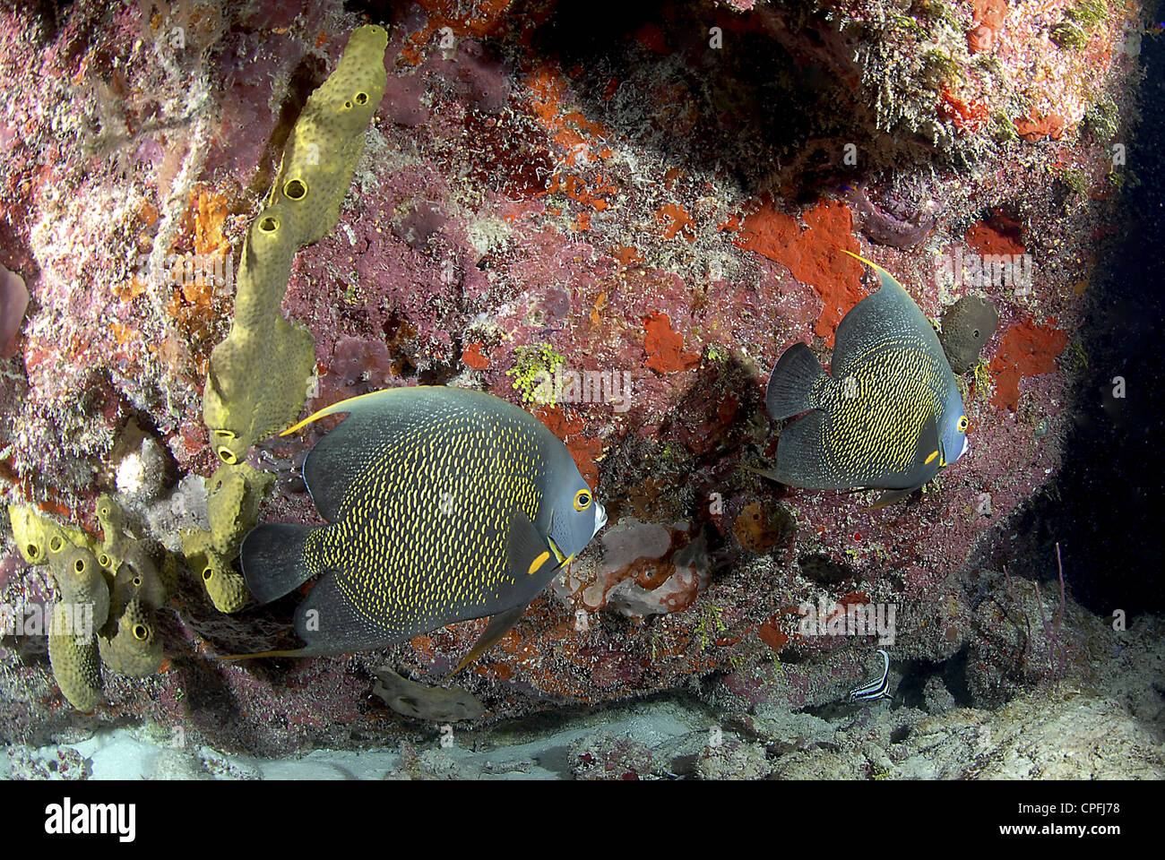 Pomacanthus paru french angel fish hi-res stock photography and images ...