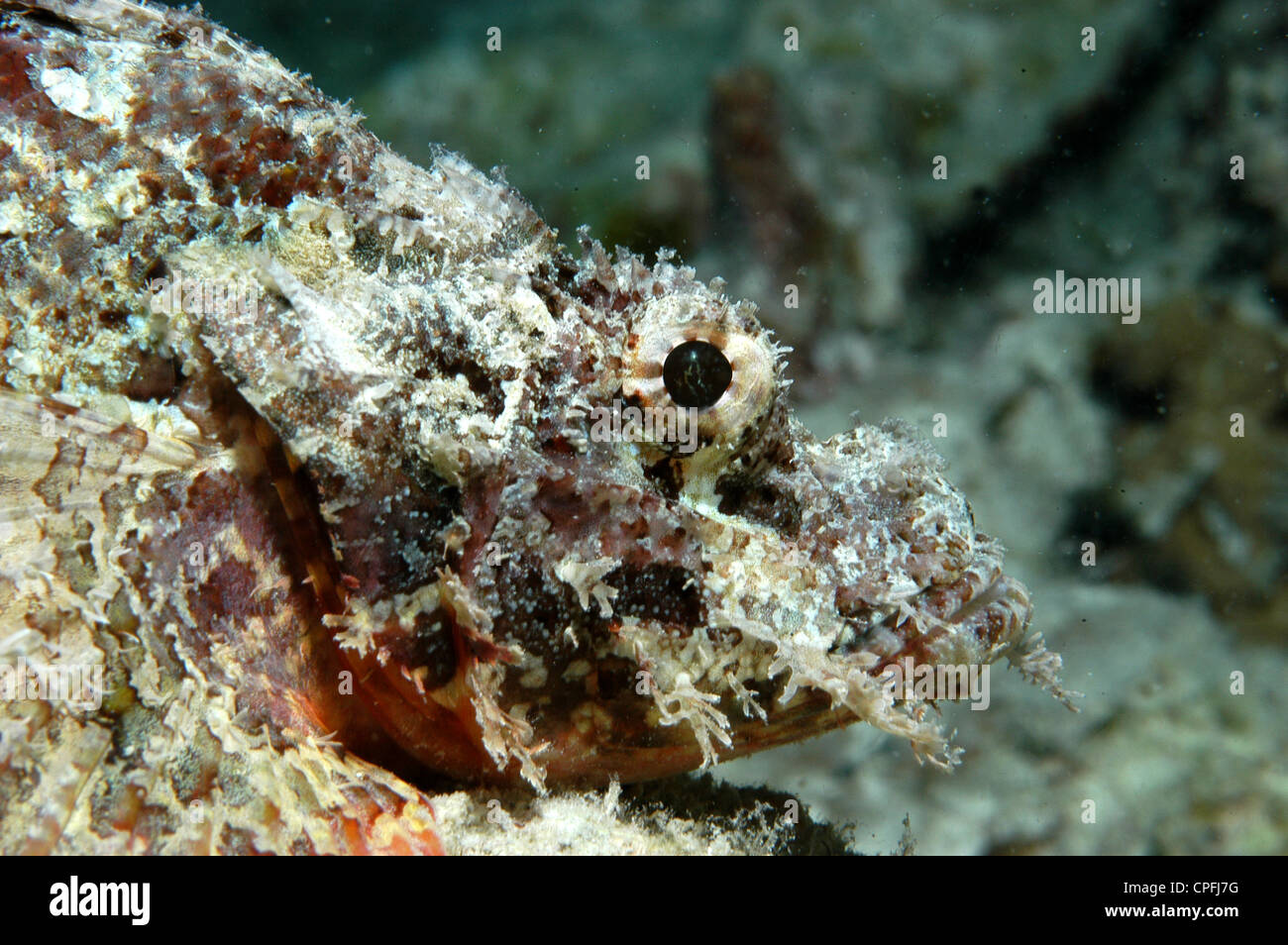 Bearded scorpionfish hi-res stock photography and images - Alamy