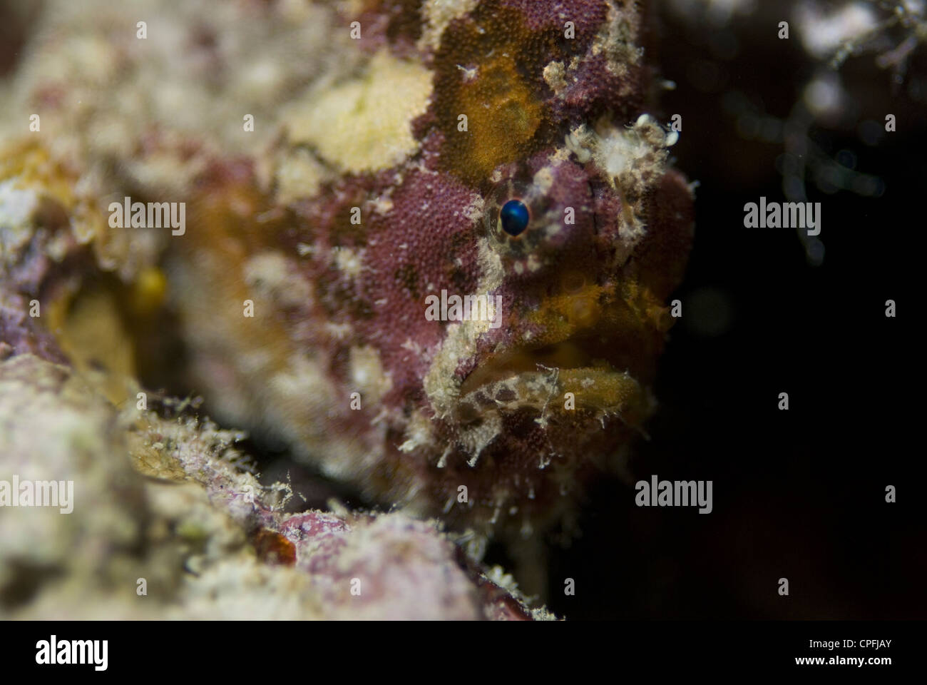 White frog fishes hi-res stock photography and images - Alamy