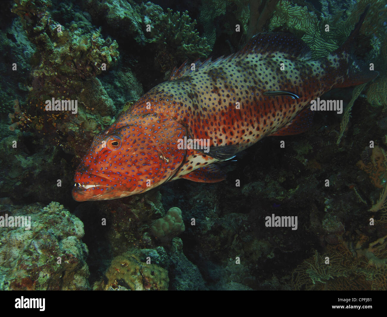 Plectropomus Pessuliferus Marisrubri High Resolution Stock Photography ...
