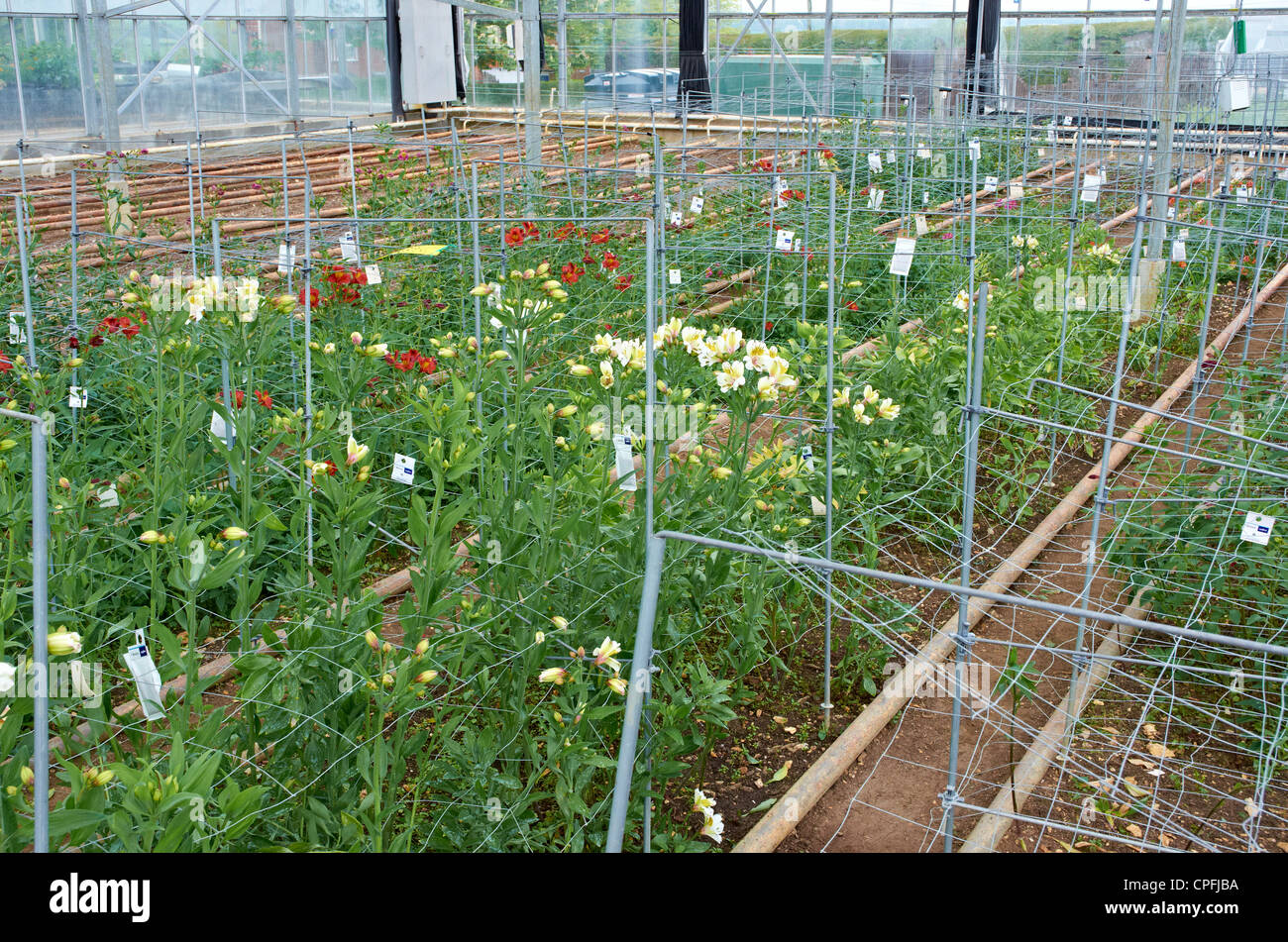 Small commercial glasshouse with tall cut flowers growing through wire ...