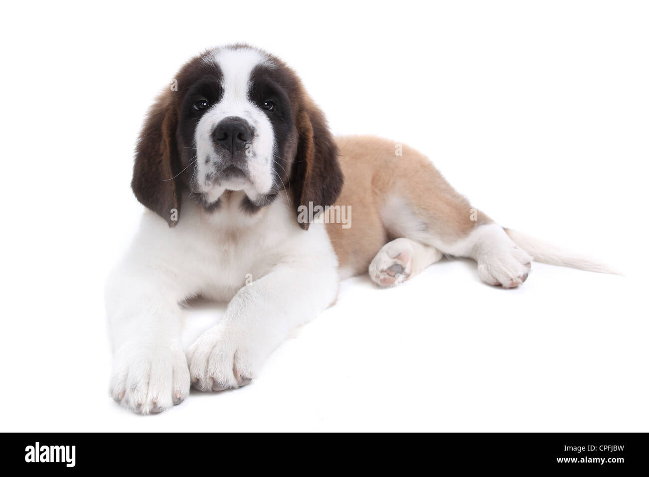Adorable Saint Bernard Purebred Puppy Stock Photo - Alamy