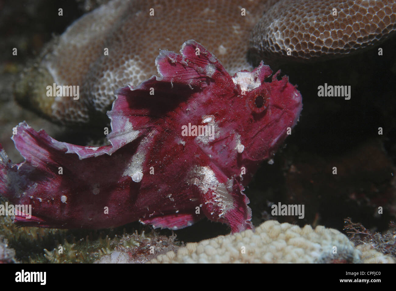 Scorpionfish family hi-res stock photography and images - Alamy