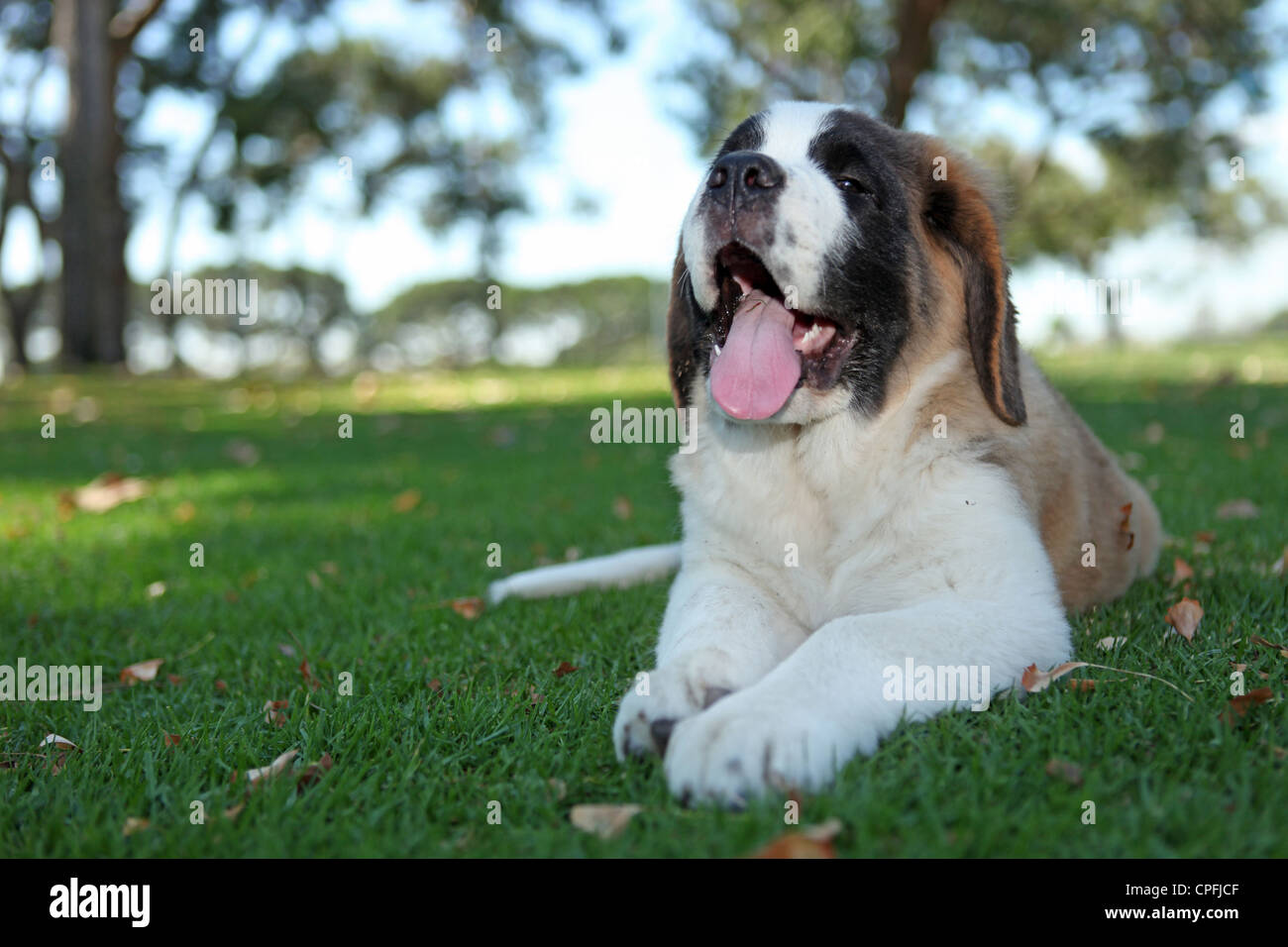 Saint bernard dog hi-res stock photography and images - Alamy