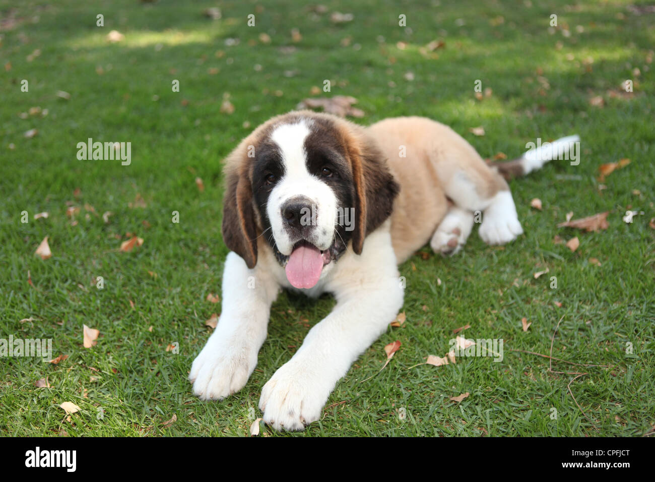 Adorable Saint Bernard Purebred Puppy Stock Photo - Alamy