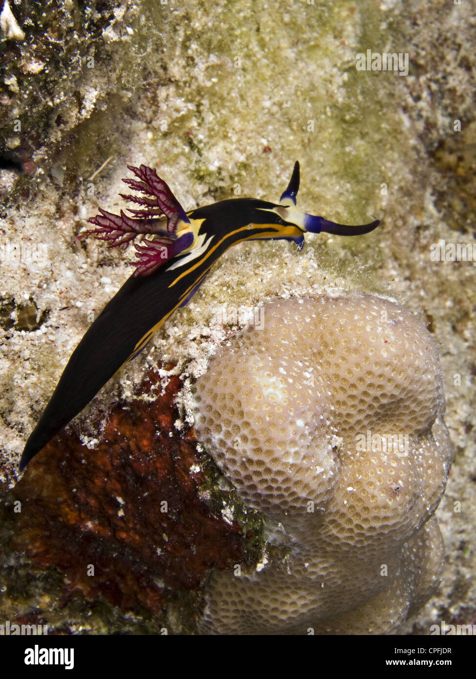 Ras mohamed national hi-res stock photography and images - Alamy